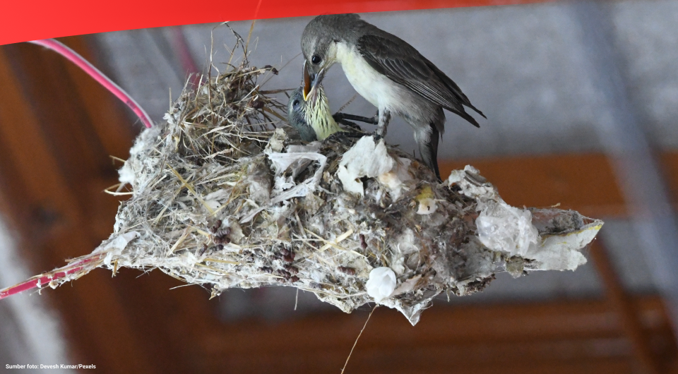 Data Ekspor Sarang Burung Walet Indonesia (2012-2022) - Dataindonesia.id