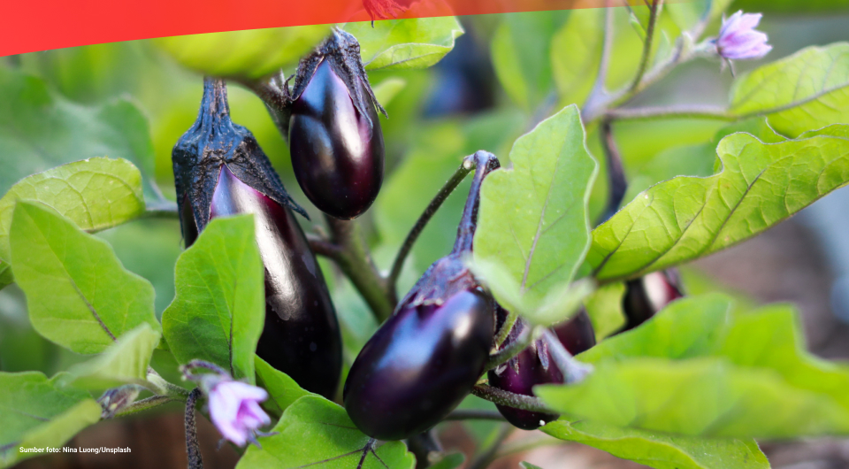 Produksi Terung di Indonesia Capai 704.223 Ton pada 2022 - Dataindonesia.id