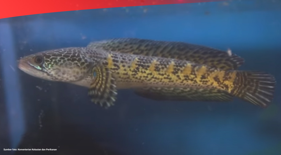 Produksi Ikan Gabus Indonesia Capai 117.624 Ton pada 2021 ...