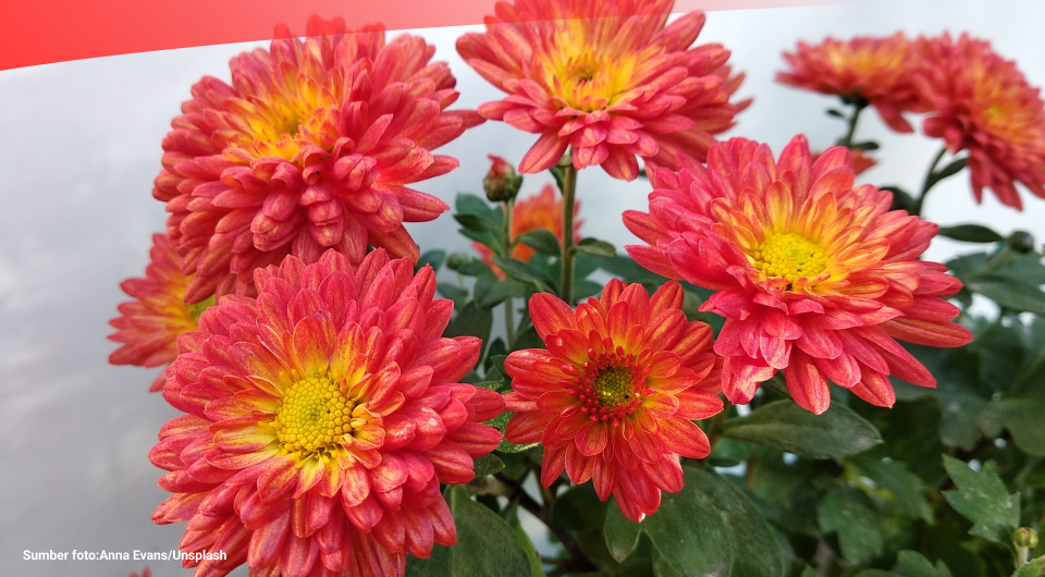 Produksi Bunga Krisan Indonesia Menurun pada 2022 - Dataindonesia.id