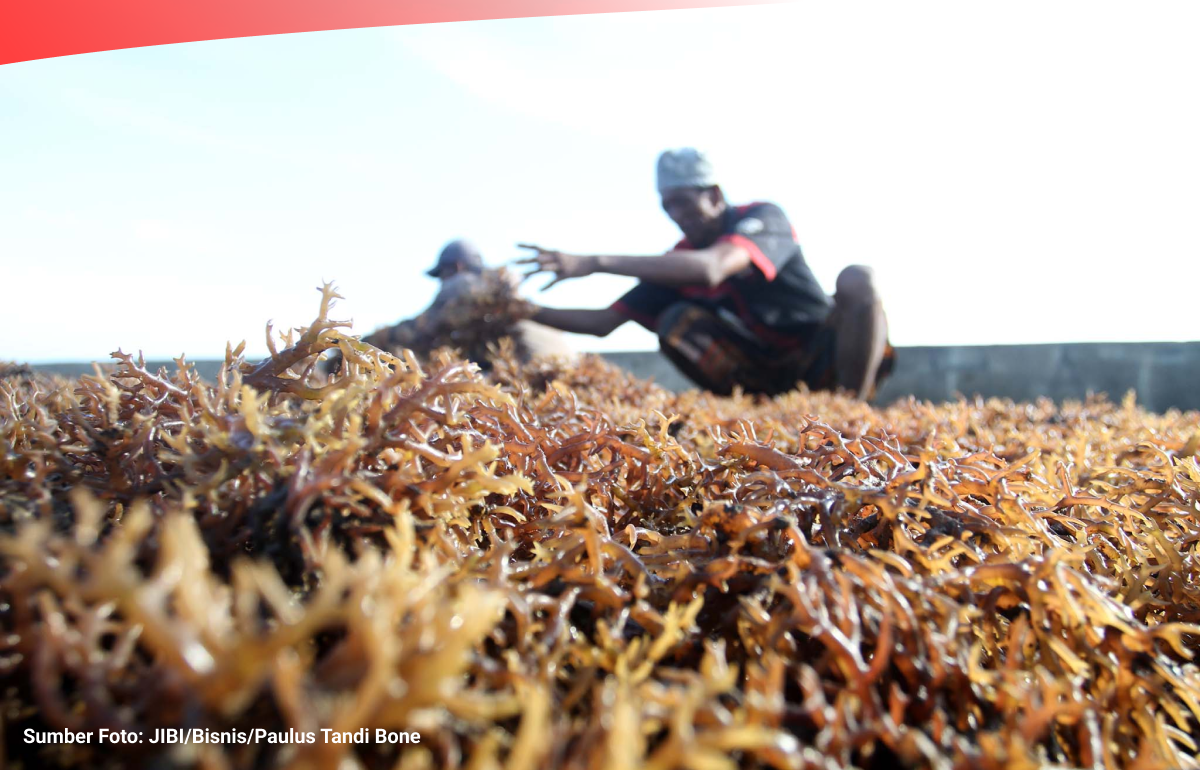 Data Negara Tujuan Ekspor Rumput Laut Indonesia pada 2023 ...